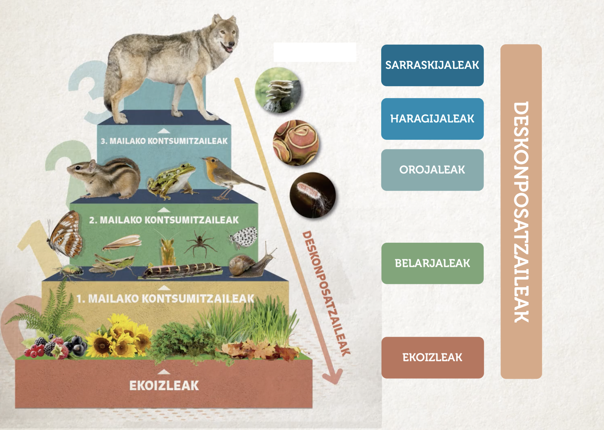 PIRAMIDE TROFIKOA eta ELIKATZE-KATEA