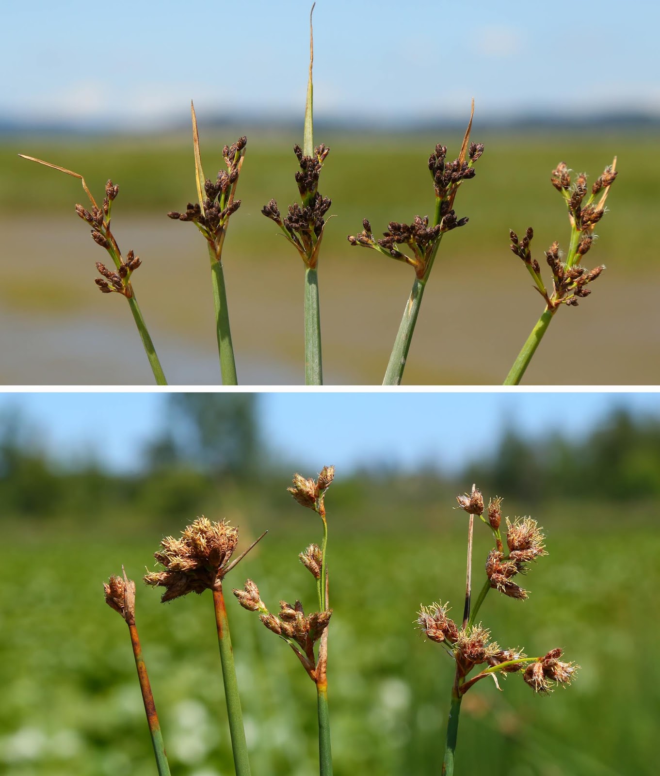 Wild Harvests: How to Eat a Bulrush