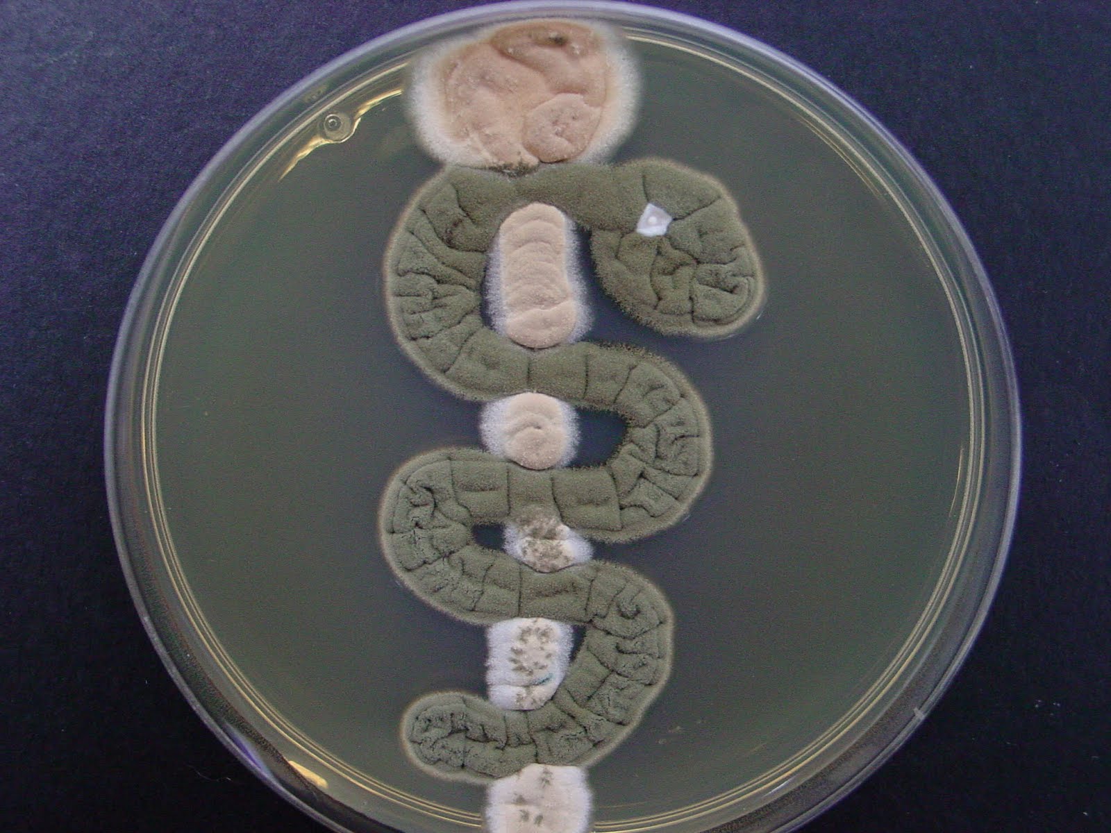 Cladosporium Kolonie