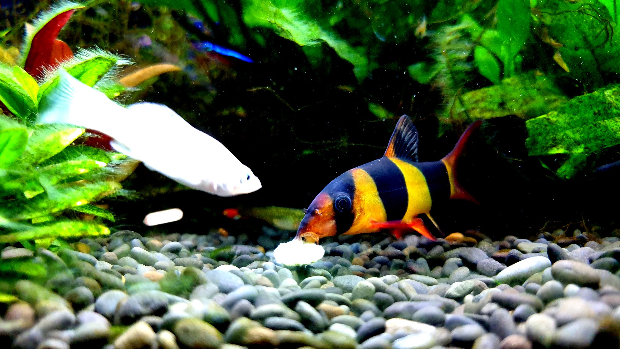 Community Fish Tank 4K Ultra HD Wallpapers / Backgrounds