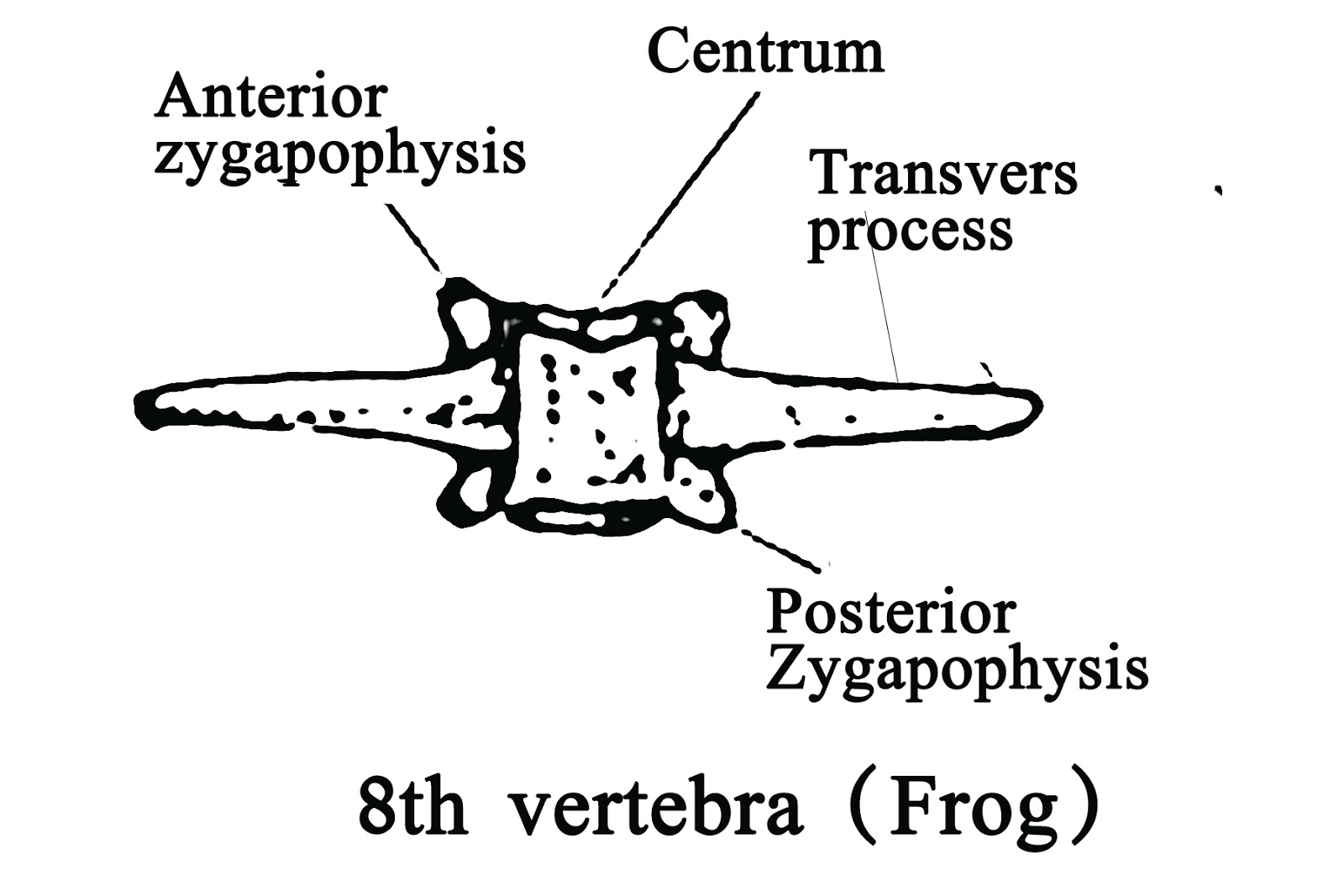 Comparative Zoology by Dr. Vidhin Kamble B. Sc- I : Study of Skeleton ...