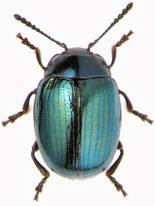 Insects & Bugs Facts : Insects and Bugs World