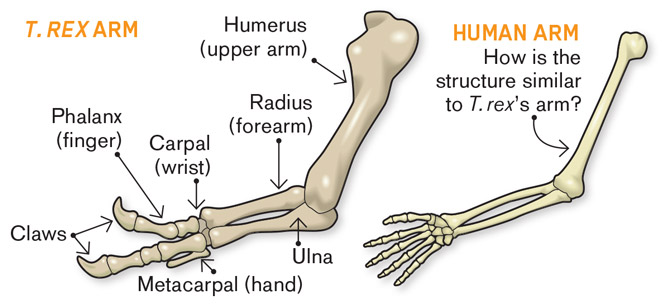 Pustaka Digital Indonesia: Sering Jadi Bahan Olok-olok, Apa Fungsi ...
