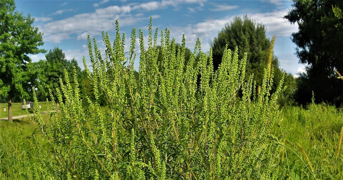 Iskrice iz Porabja: Invazivne tujerodne rastline - ambrozija (1. del)