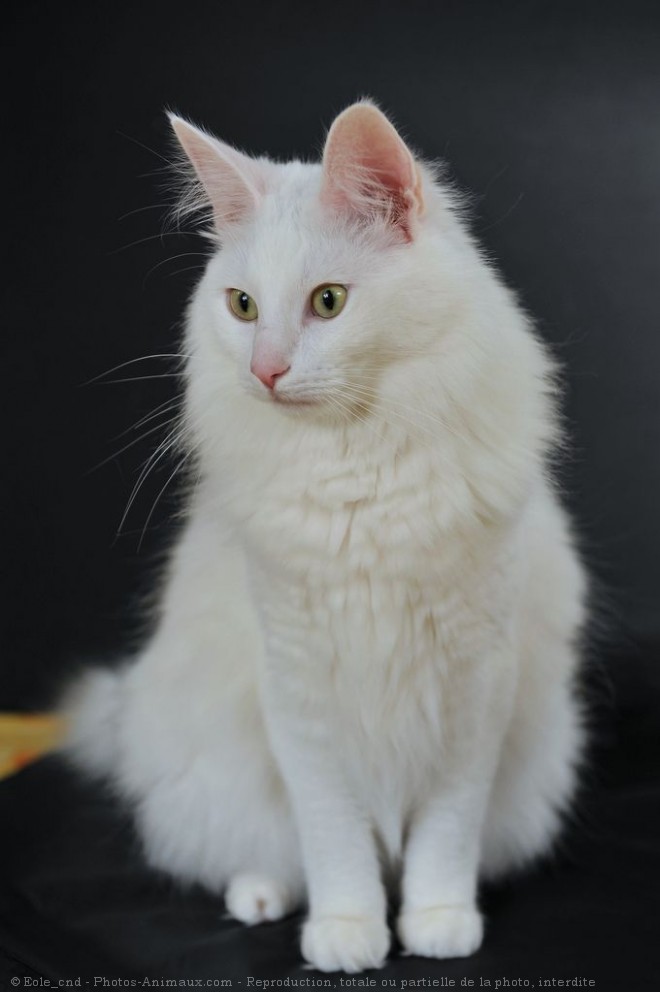 Les chats: L'Angora Turc