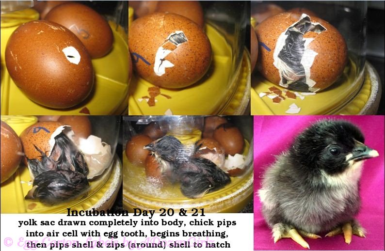 Friend make incubator: Guide to Get Hatching chicken eggs day 20