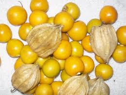 recursos turisticos de churin: CAPULÌ PLANTA NATIVA DEL PERÙ