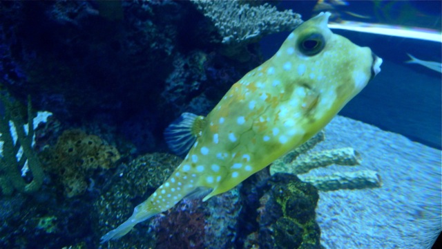 Year of the Labbit: Labbit Travels: Seattle Aquarium