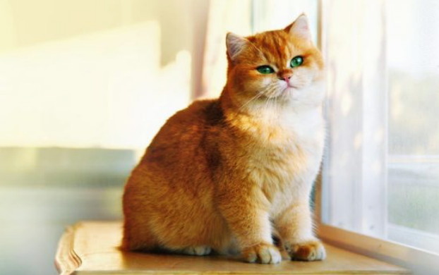 7 Jenis Kucing Populer Peliharaan di Indonesia - Santos Blog