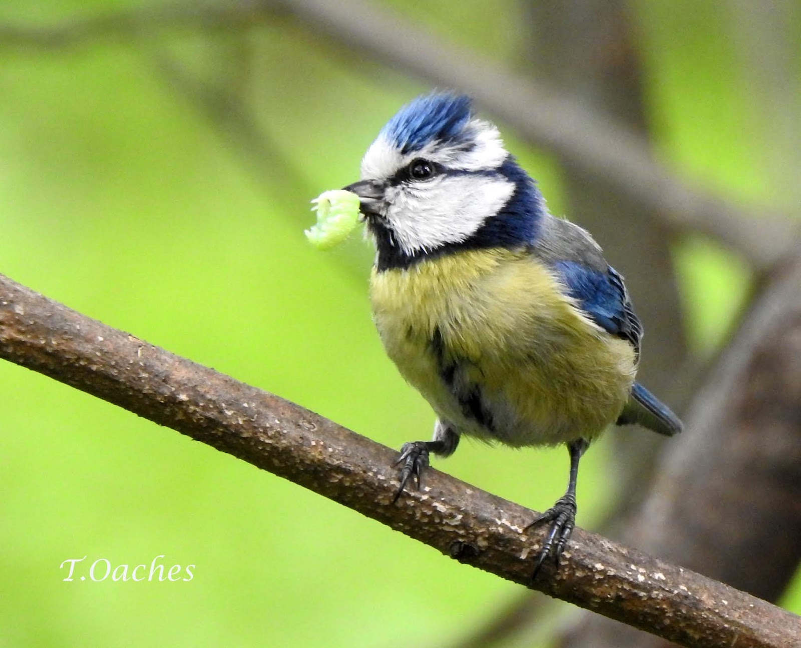 PASARI DIN ROMANIA: PITIGOI ALBASTRU (1), Cyanistes caeruleus