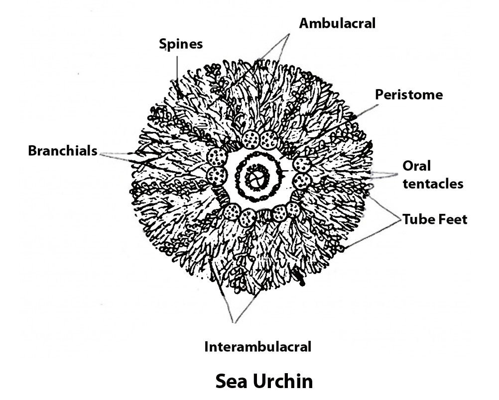 B. Sc. - II Animal Diversity- IV (Old) : Phylum-Echinodermata - Chart