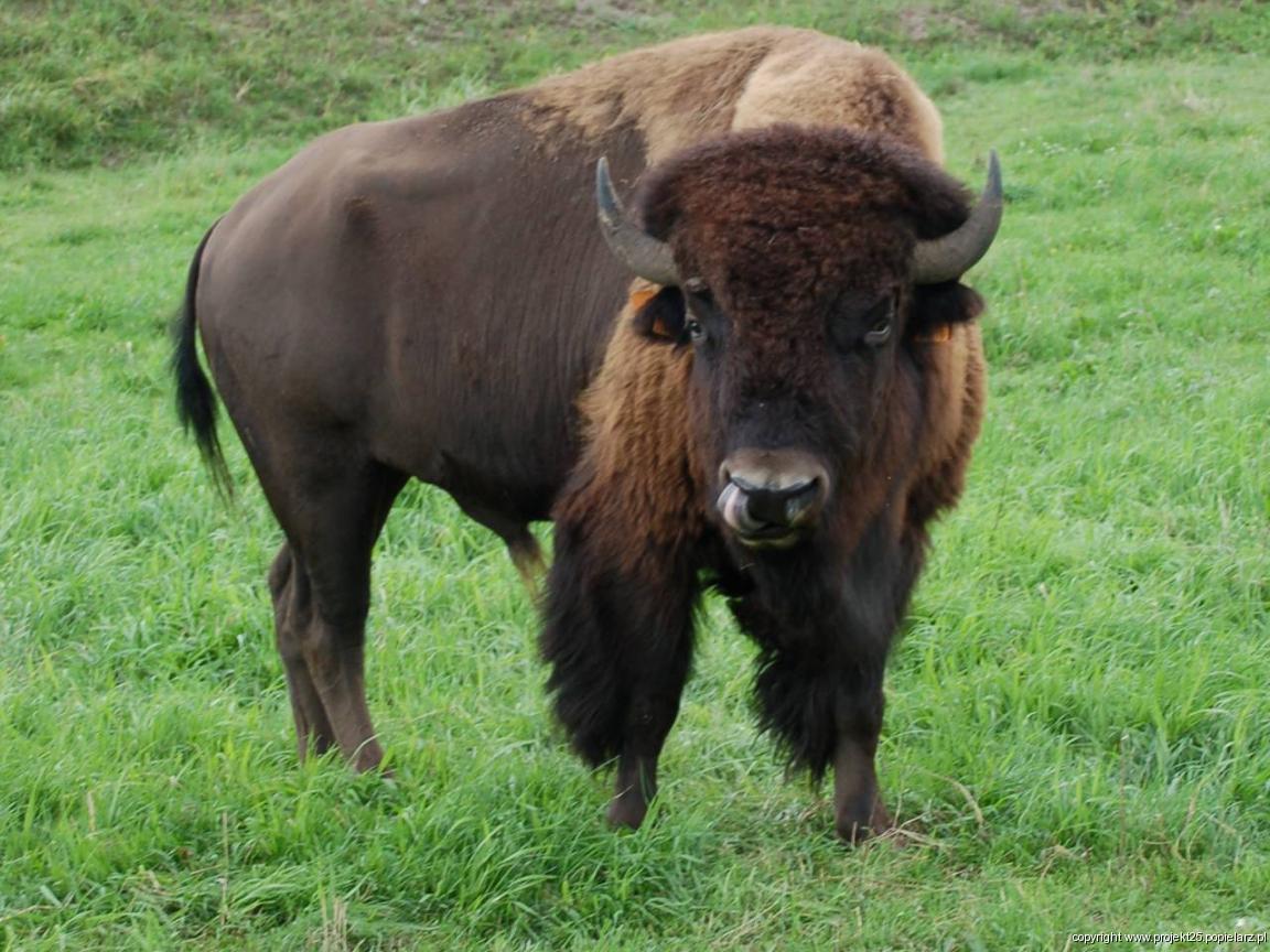 SSAKI PLAZY GADY: Parzystokopytne