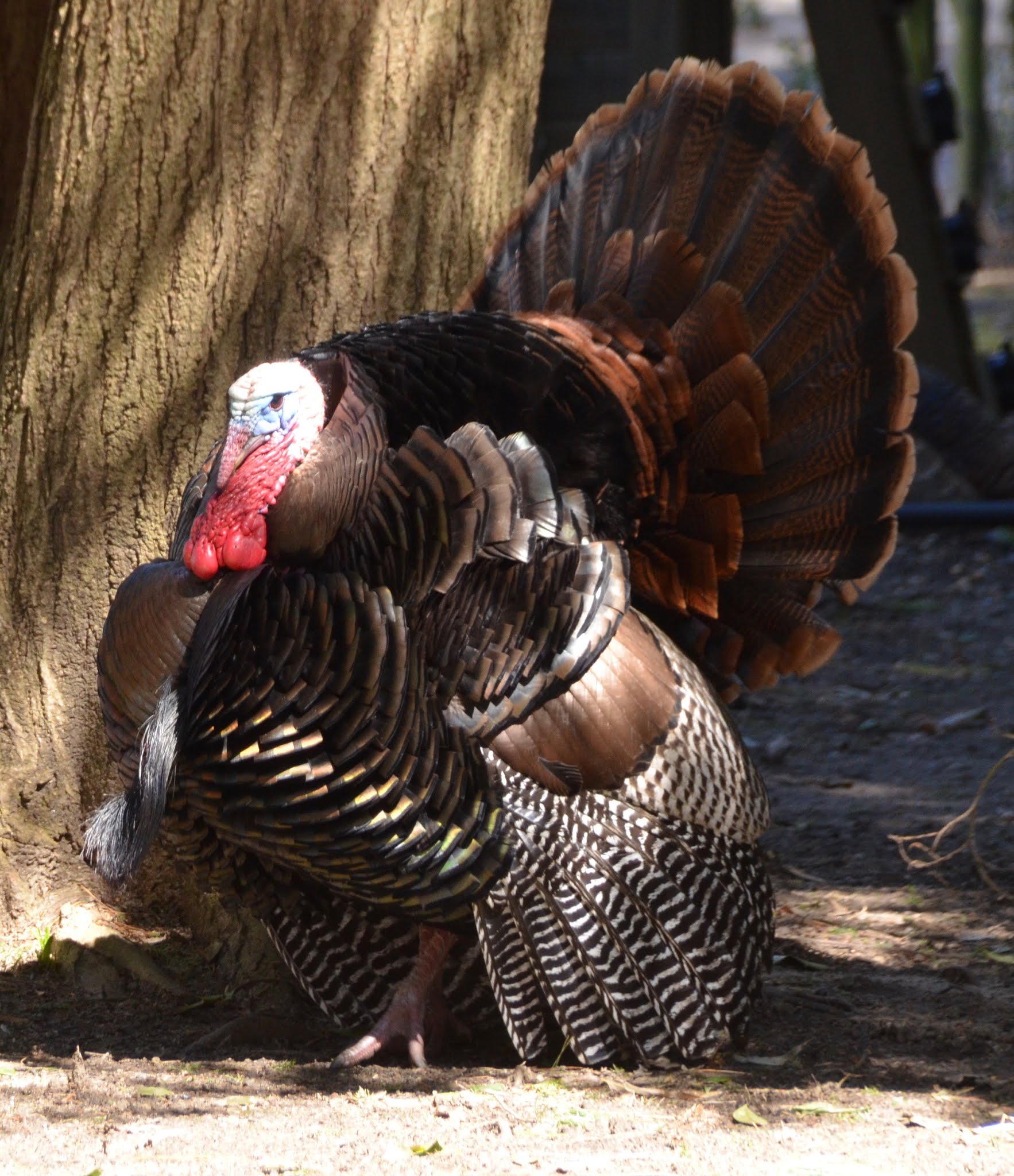Urban Wildlife Guide: Wild Turkeys