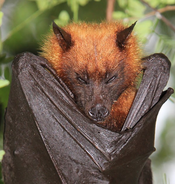 El Magazin de Merlo: ¿Qué es un ZORRO VOLADOR?