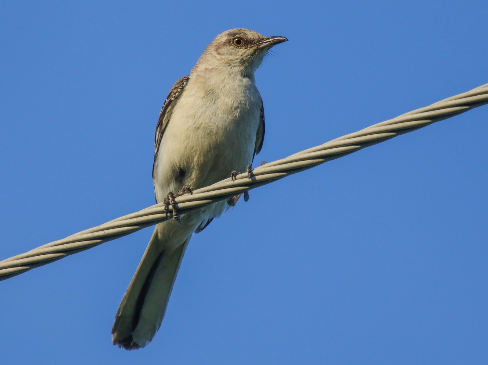 Gale's Photo and Birding Blog: Northern Mockingbirds