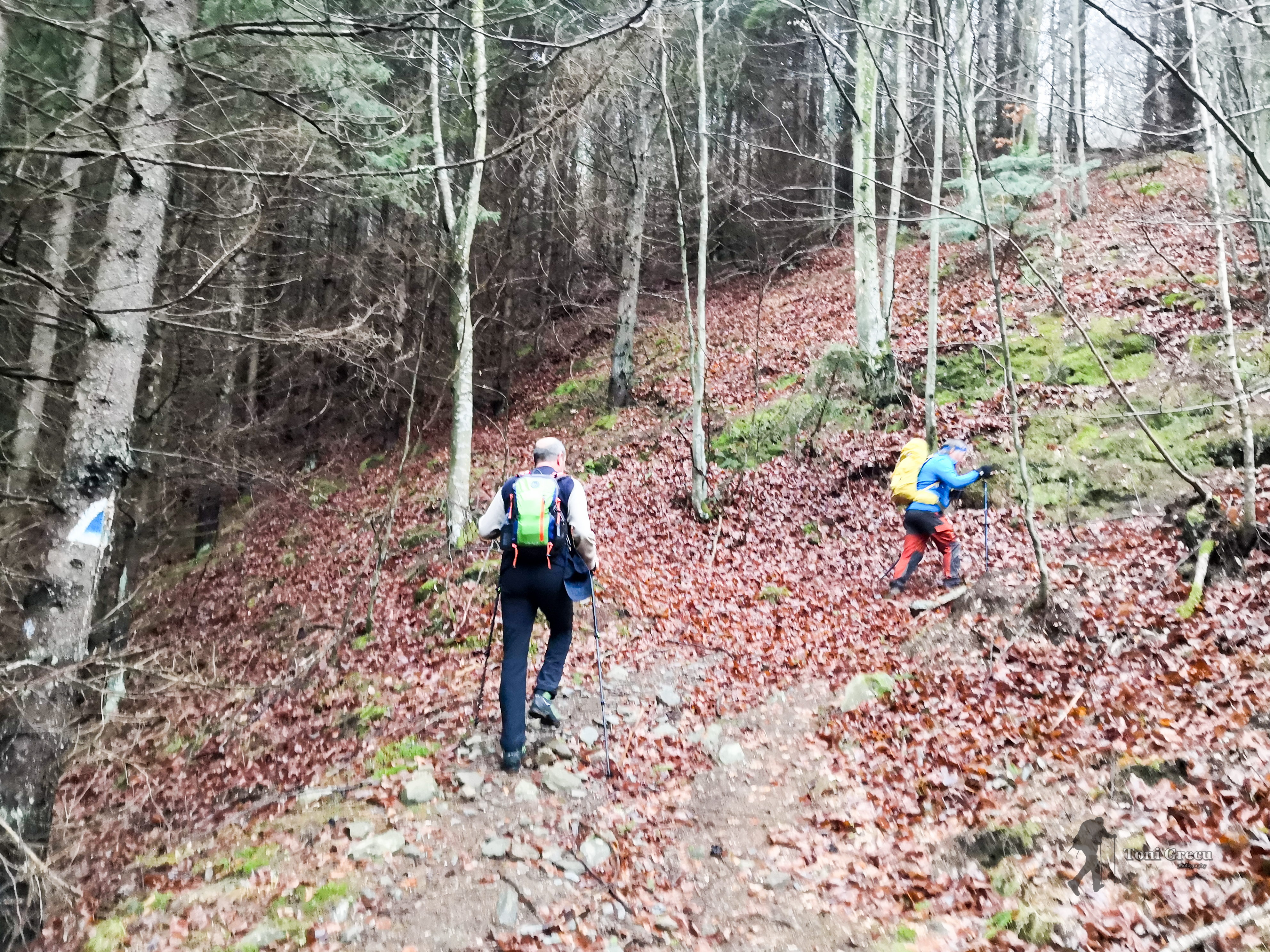 Varful Prejba - Cabana Prejba. Muntii Lotrului ~ Jurnal de drumeții