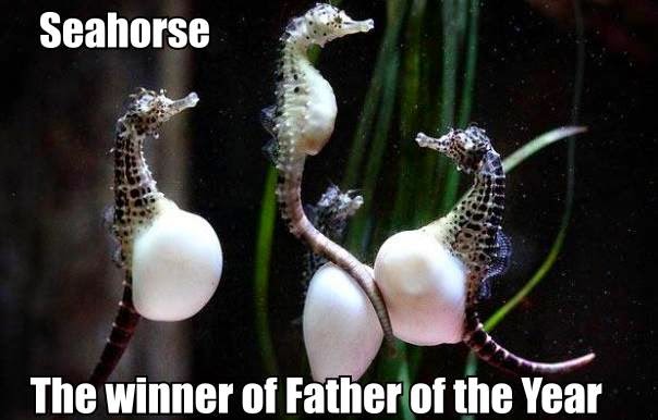 White Wolf : Seahorse: The winner of Father of the Year (VIDEO)