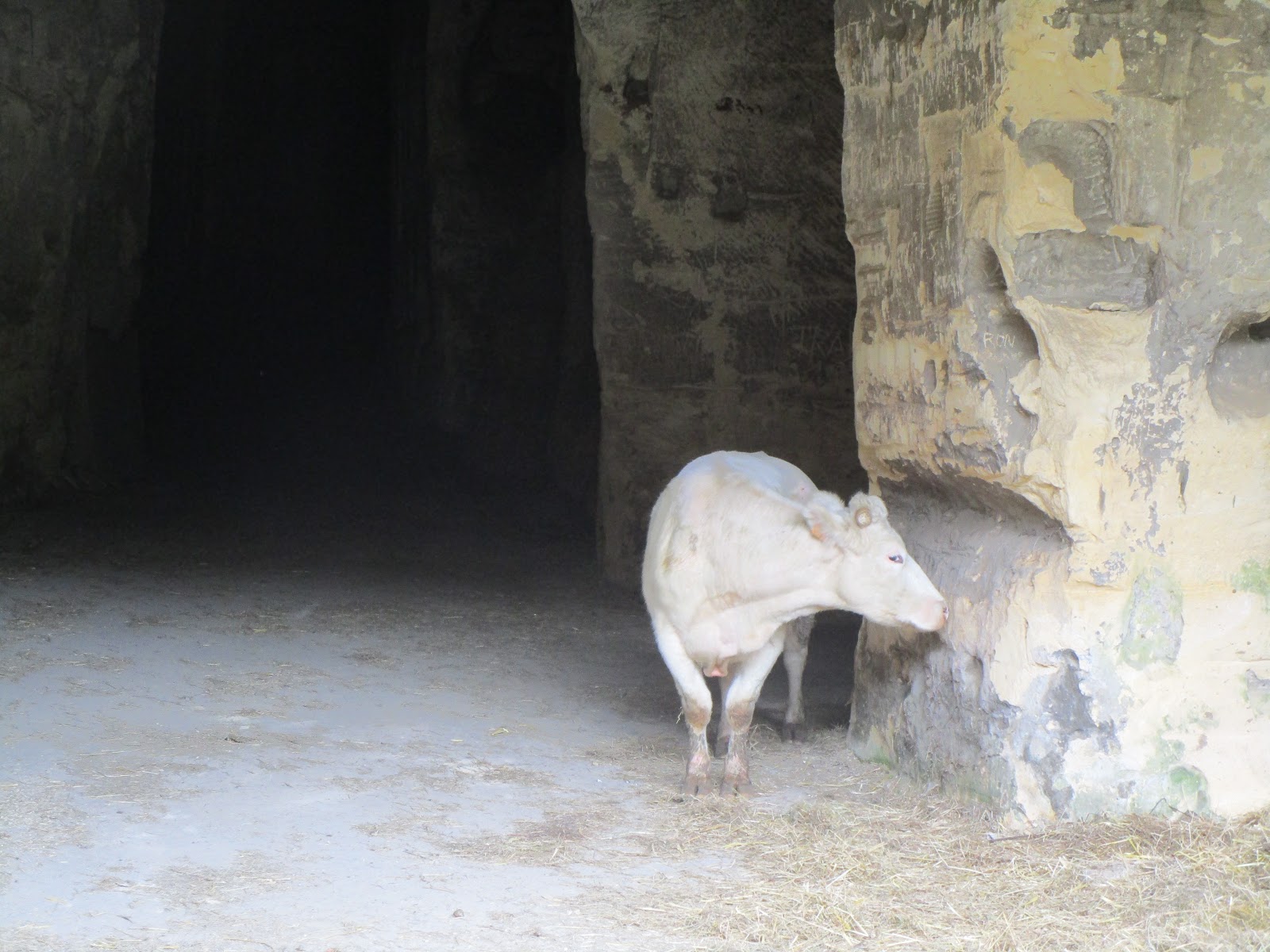 joachimartist: cows in a cave