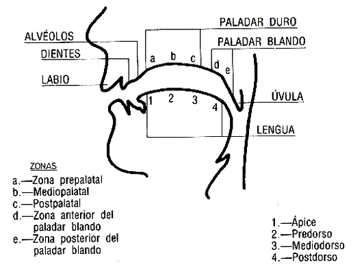 Fonética Y Fonología Del Español Fonética Articulatoria