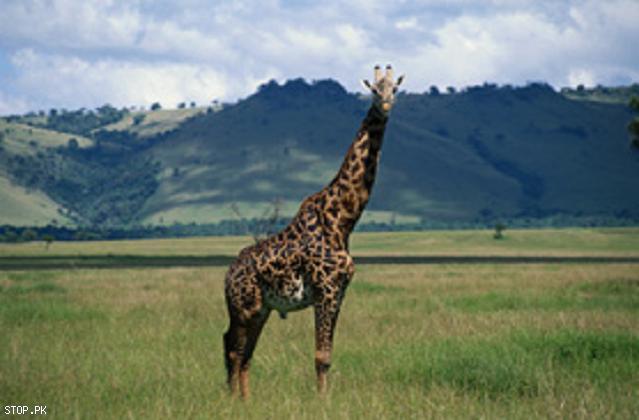 Animals Wallpapers: Zarafa Cute Wallpapers