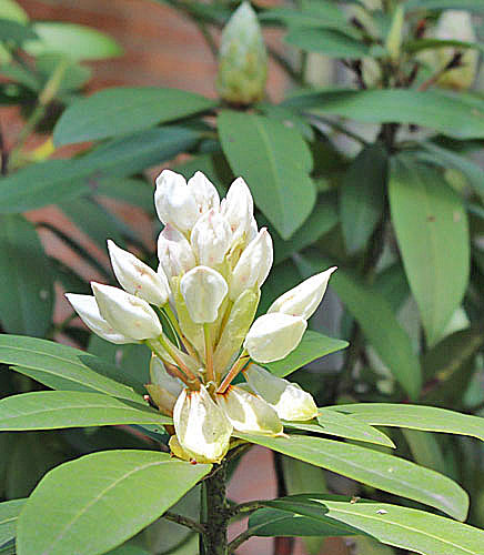May Flower Challenge - Day 9, Rhododendron - The Red Painted Cottage