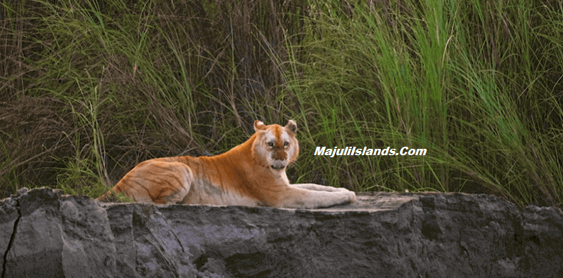India's Only Golden Tiger Spotted In Kaziranga National Park - Majuli ...