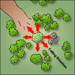 Earth and Space News: Five Tree Felling Plan Steps for Successful ...
