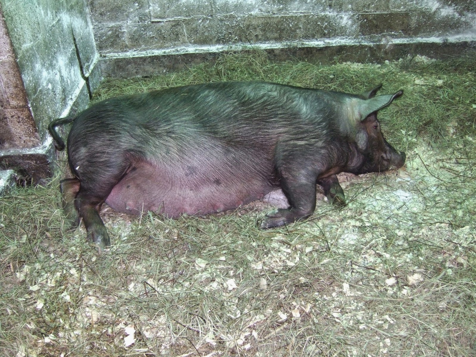 Seldom Seen Acres: The baby pigs have arrived!