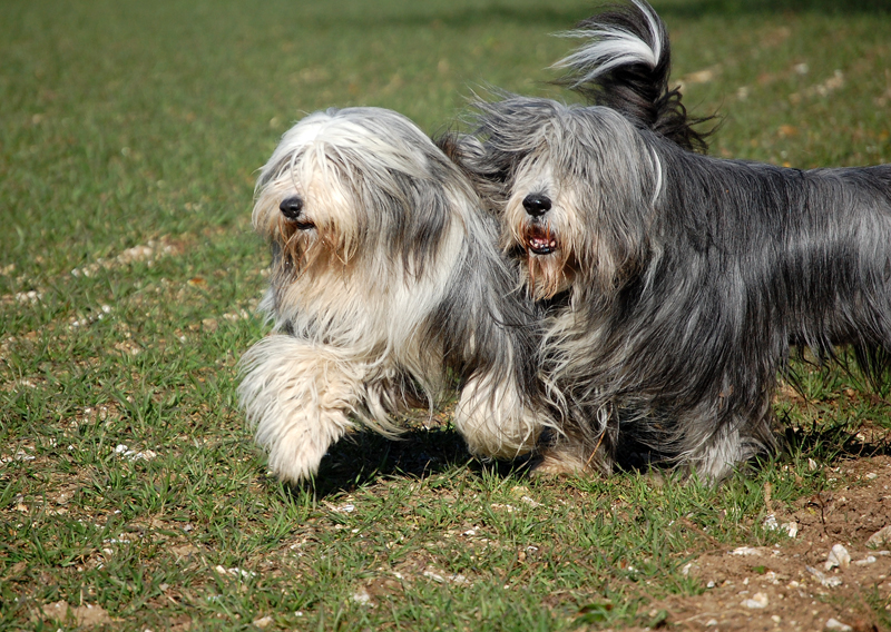 Bearded Collie Blog