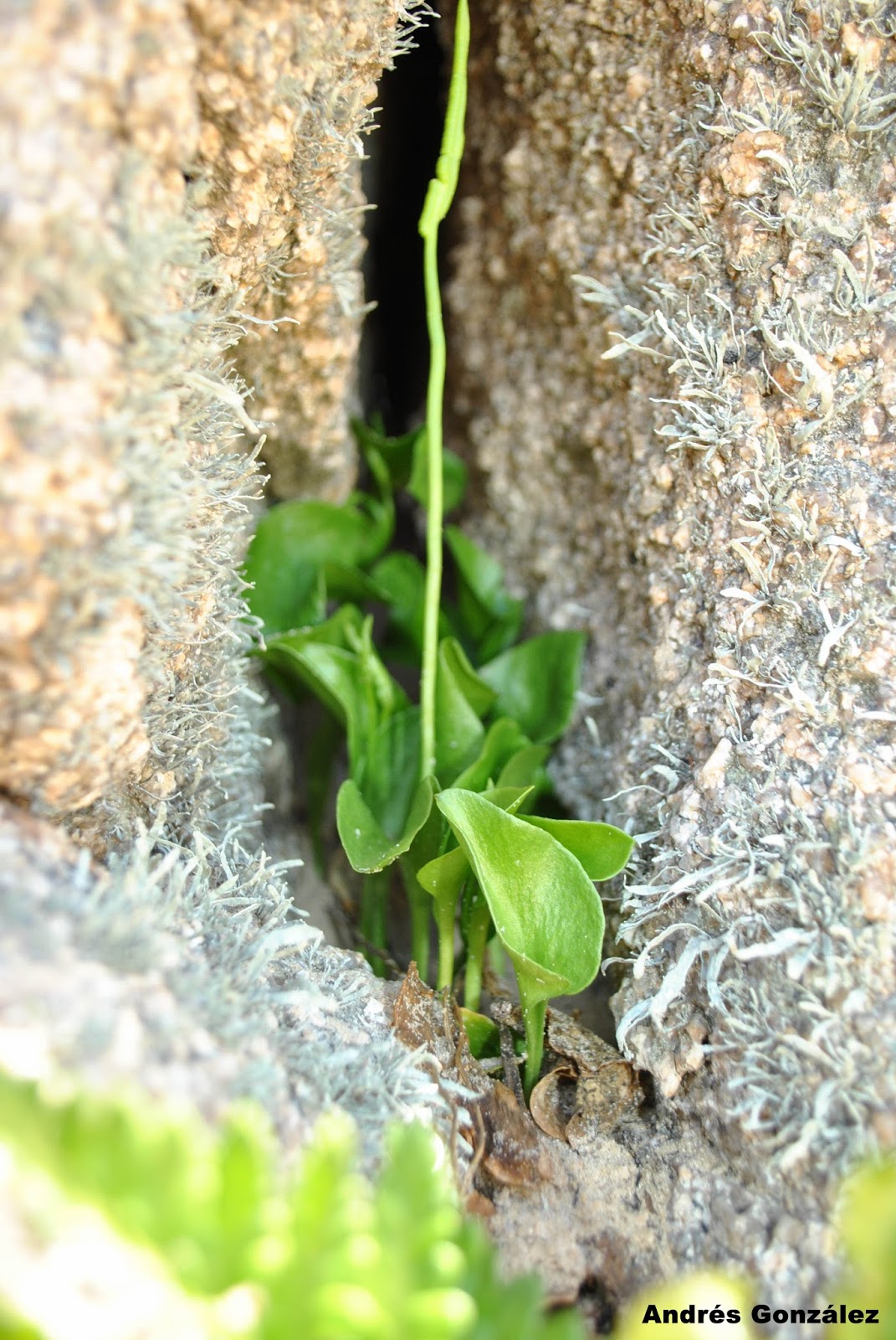 FOTOS DE FLORA NATIVA Y ADVENTICIAS DE URUGUAY : Ophioglossum ...