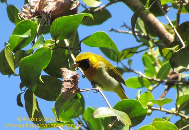 Argentina nativa: Saíra dorada (Hemithraupis guira)
