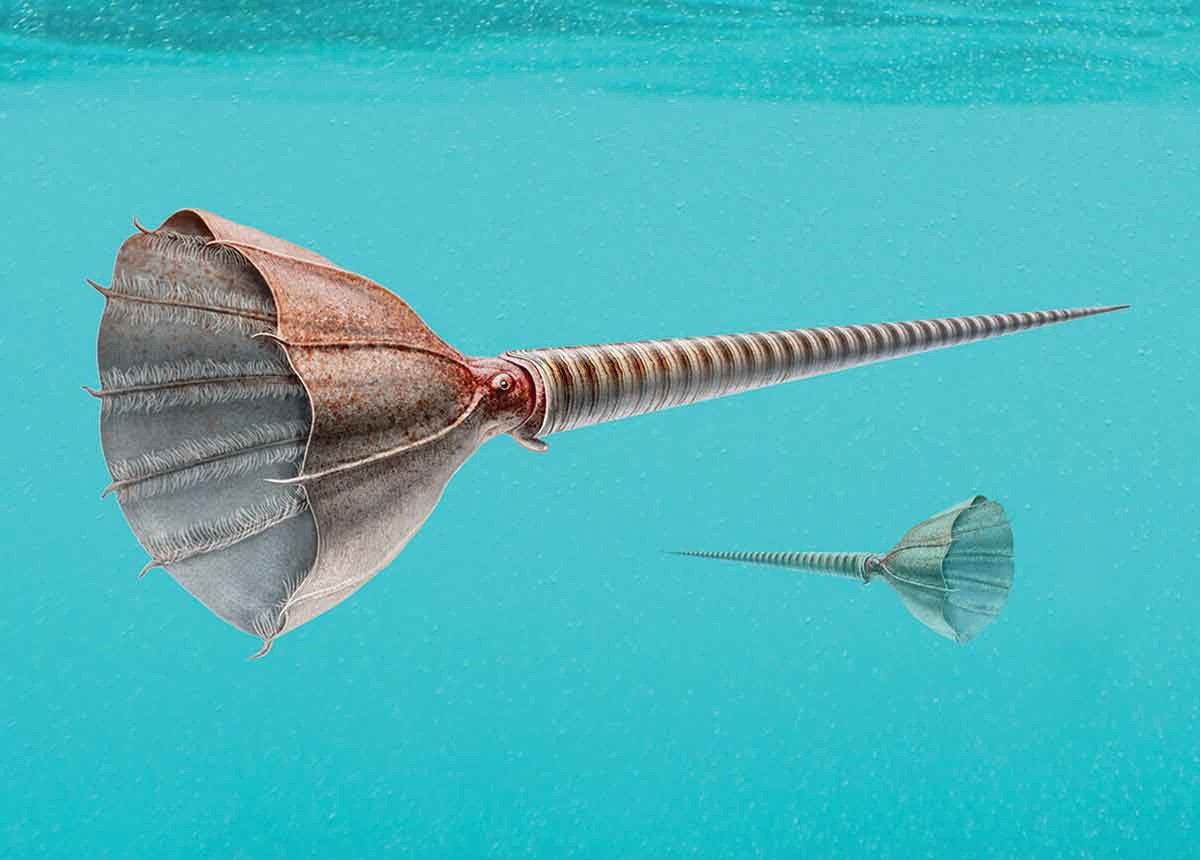 Species New to Science: [Paleontology • 2018] Endocerids: Suspension ...