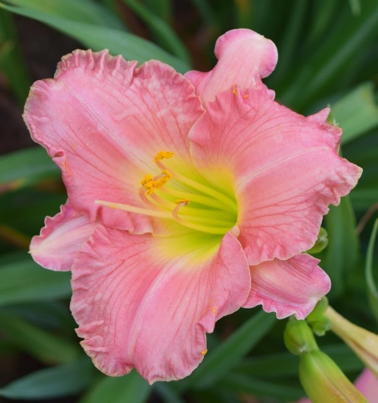 Garden Musings: Pink Daylily Rap