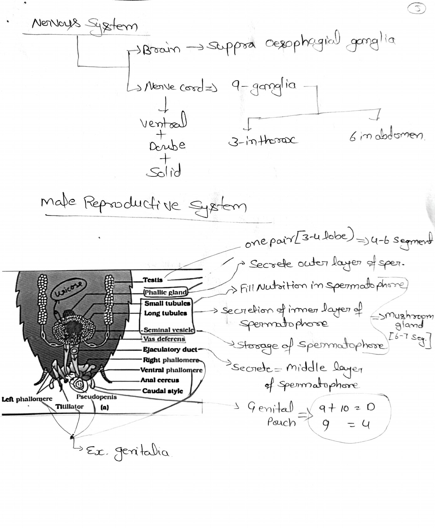 Cockroach class 11 - Studypur
