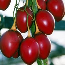 In en om die huis: Boomtamaties / Tamarillos - Chutney