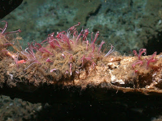 Real Monstrosities: Boneworm