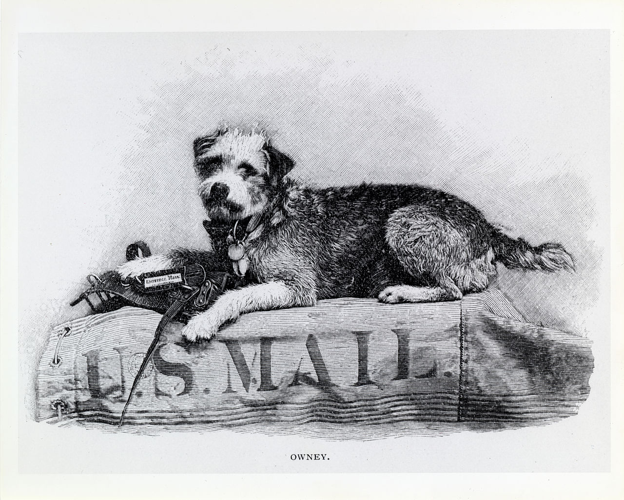 NUNCAJAMAS COCKER: OWNEY; EL PERRO DEL SERVICIO POSTAL (SPANISH & ENGLISH)