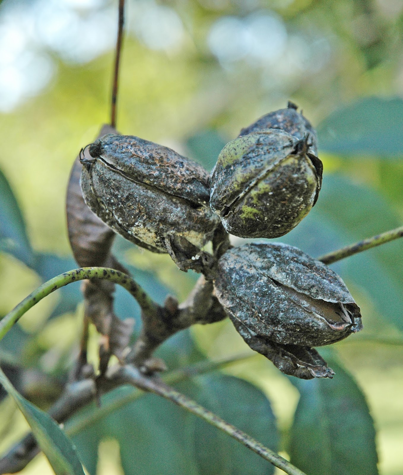 Northern Pecans: Scab masks actual ripening date