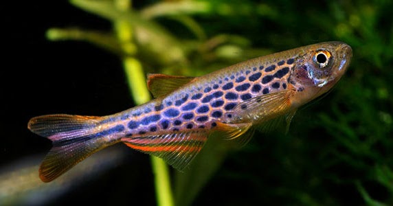 Dwarf Spotted Danio Fish - fish-hobbyist