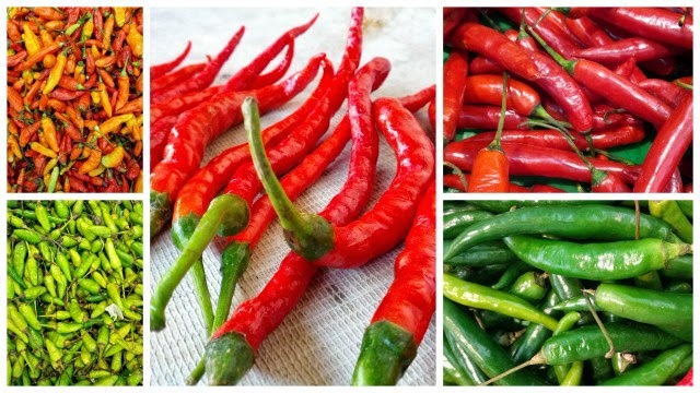 Mengenal jenis-jenis cabe budidaya - Referensi Tani & Kebun Anda