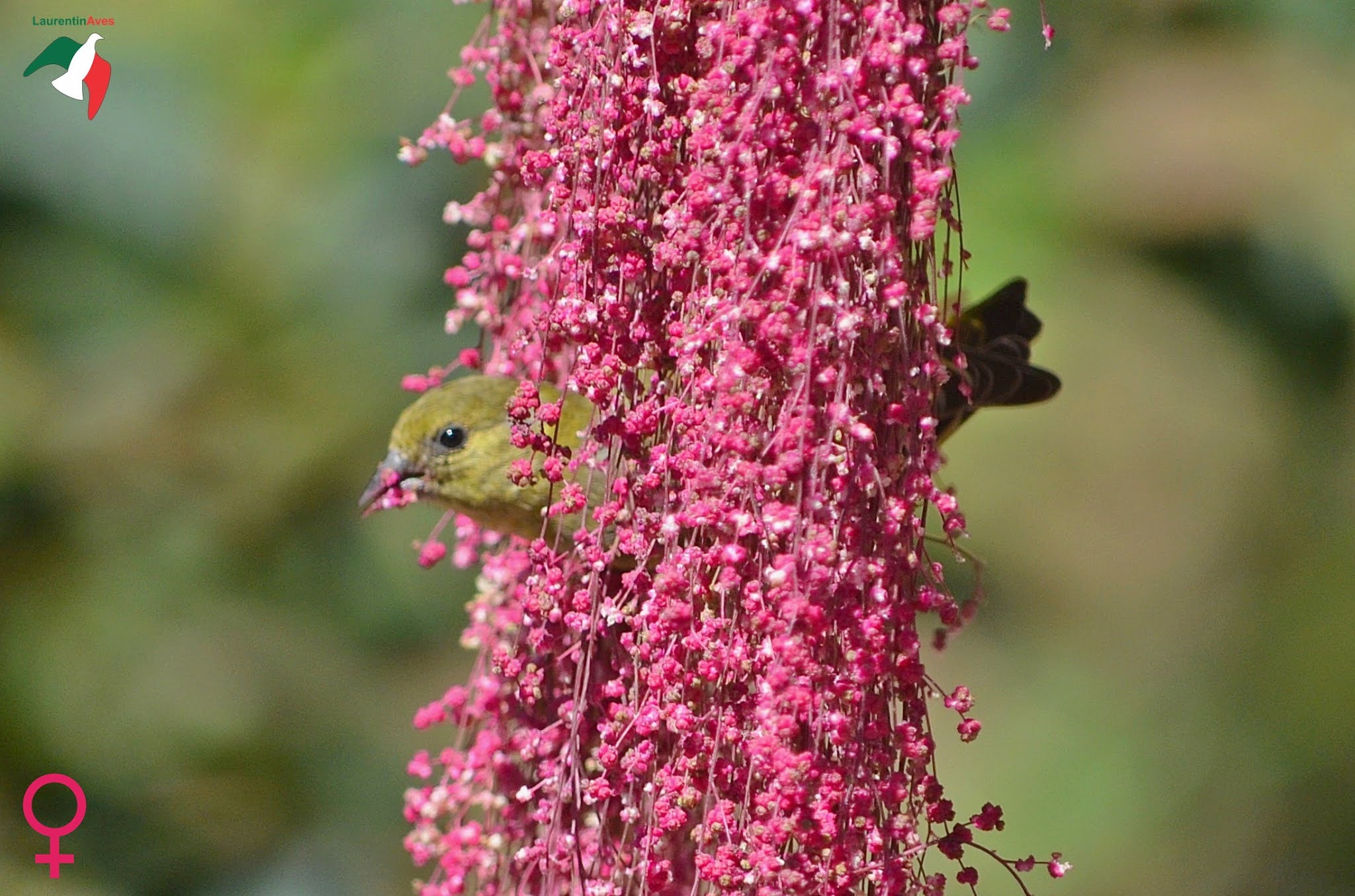 LaurentinAves - SC: Aves interagindo com plantas.