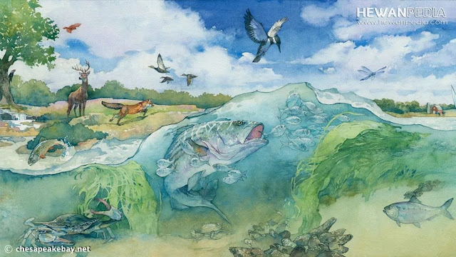 Pengertian Habitat Menurut Para Ahli, Klasifikasi, Jenis, Fungsi dan ...