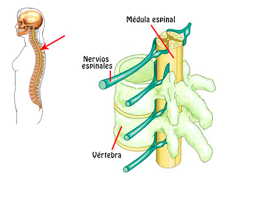 Biología (Ciclo Básico): LA MÉDULA ESPINAL