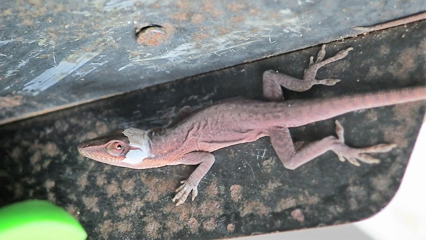 Living Rootless: 2020