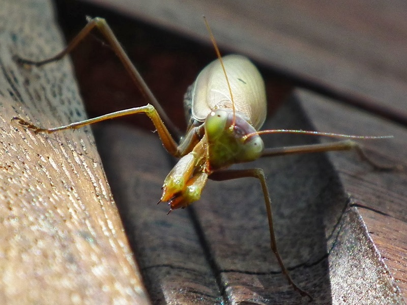 Bucólico Anónimo : Vida selvagem caseira II - Louva-a-deus caça inseto
