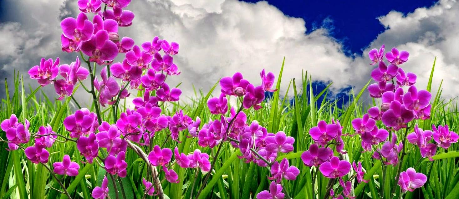 Koleksi Bunga Untuk Header Blog Dan Facebook - Relaks Minda