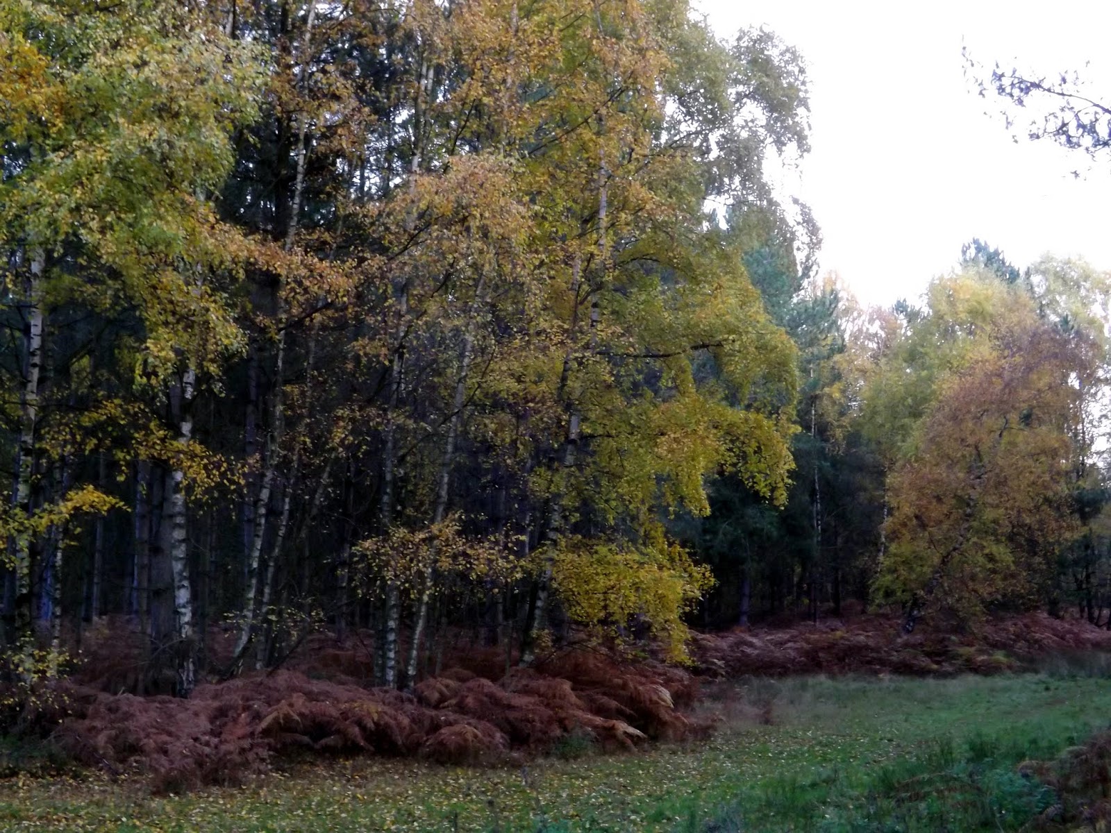 My Adventures 3: Rendlesham Forest UFO Trail (Suffolk) 18th November 2019