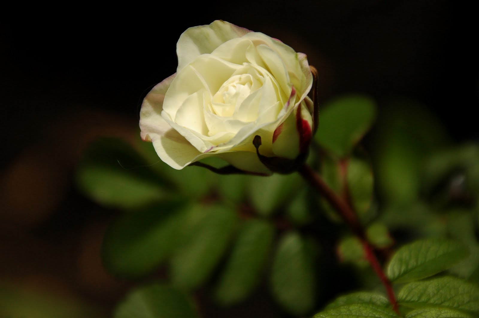 Amy's Garden: Dear Garden Diary,