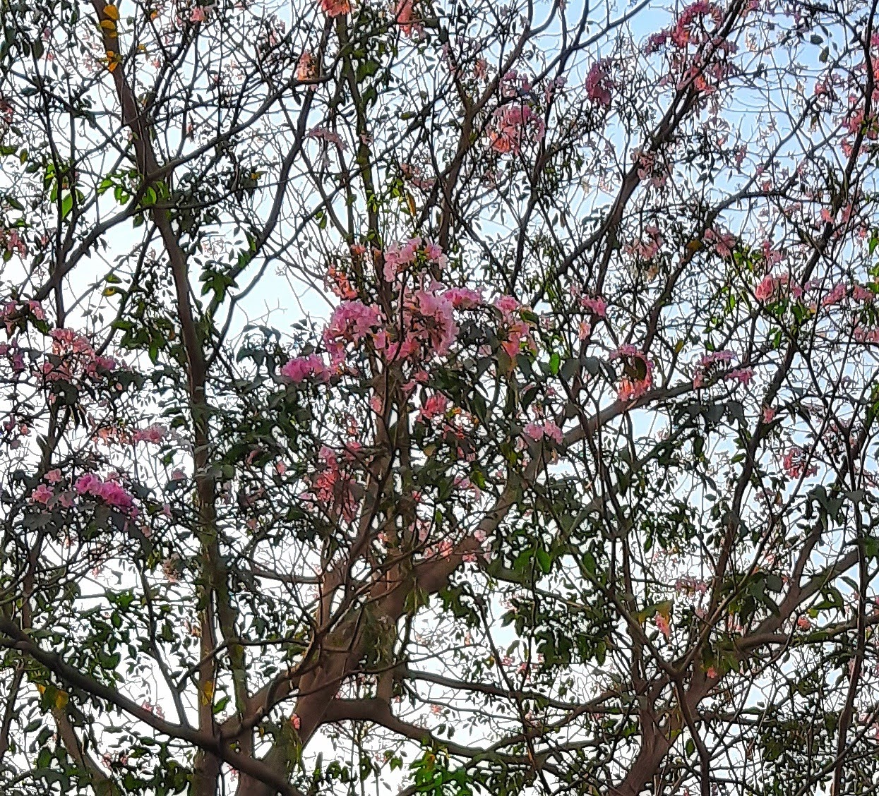 Mumbai Daily: Natural 'Holi'