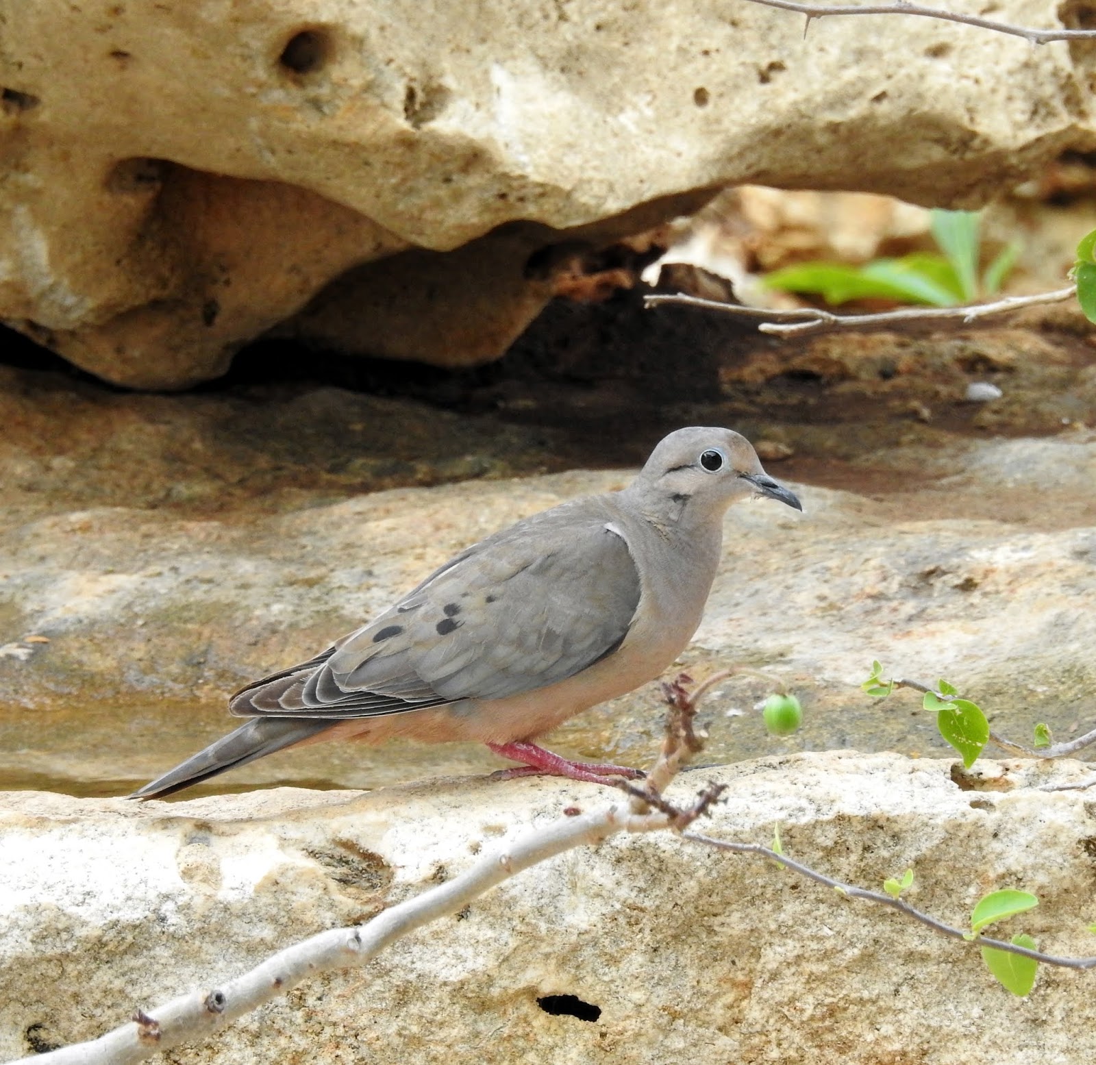 Hiking Curaçao - Flora and Fauna: Bird pond. More daily visitors. 2020